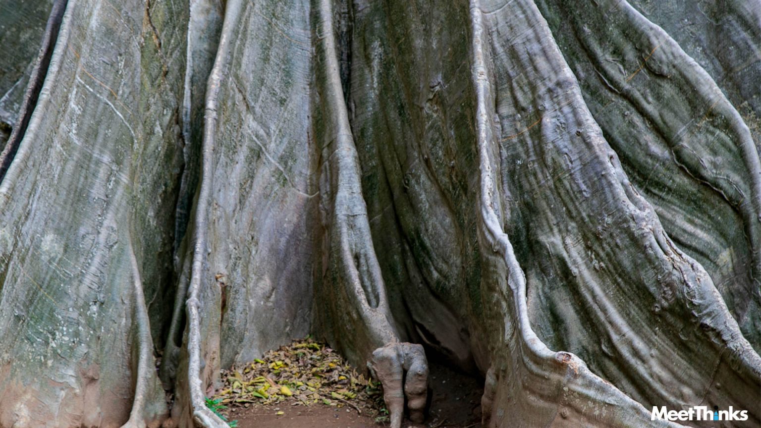 ต้นไม้ยักษ์ ยืนต้นตระหง่านด้วยใจรักษ์ - meetThinks